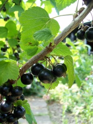 Schwarze Johannisbeeren – aus Stecklingen selbst vermehren - nachgeharkt