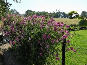 Wicken – einjährige Sommerblumen und dauerhafte Stauden - nachgeharkt