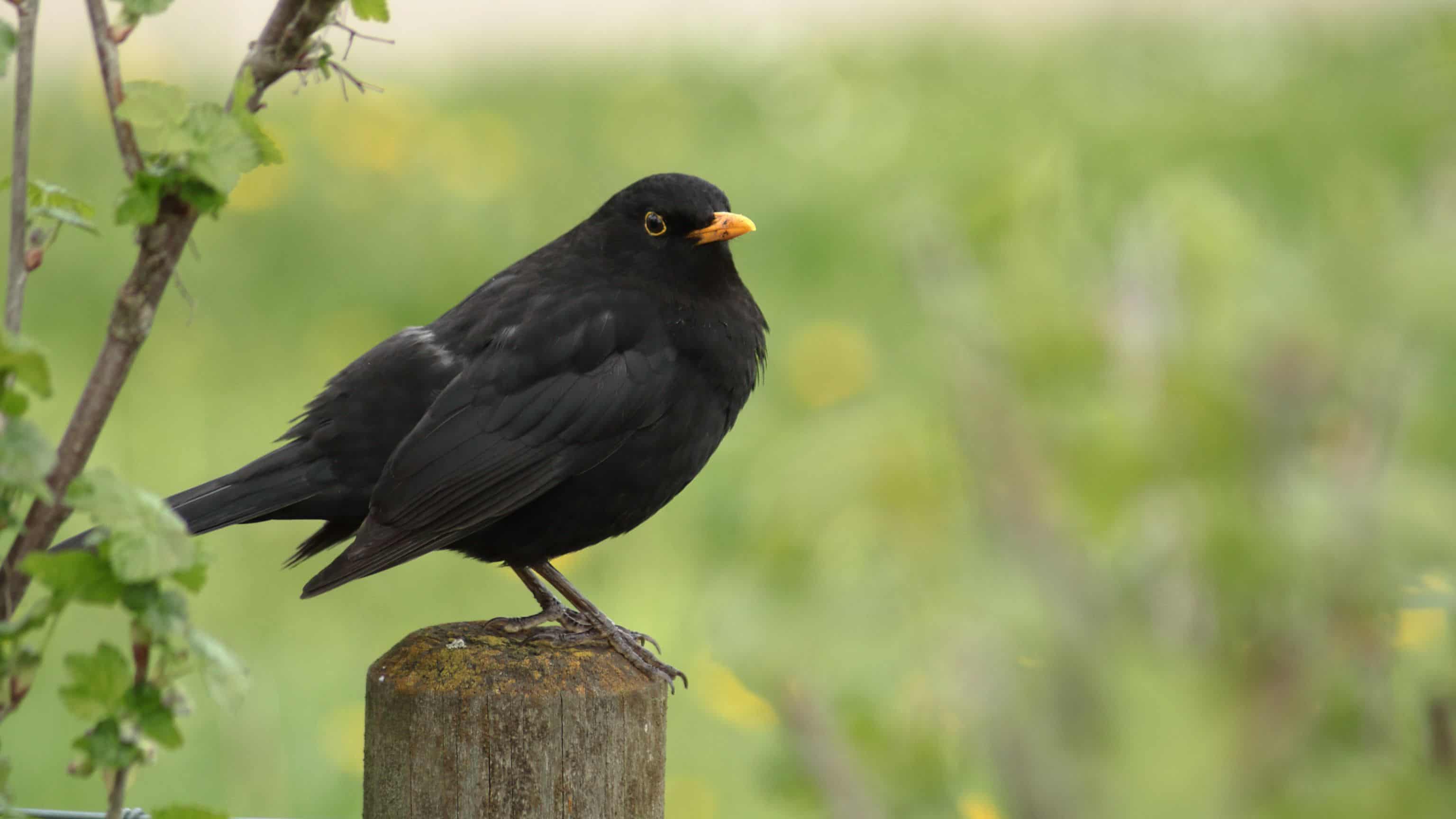 Die Amsel - nachgeharkt