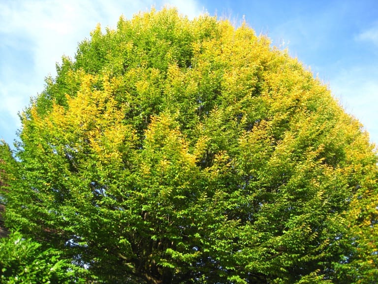 Die Ulme - nachgeharkt