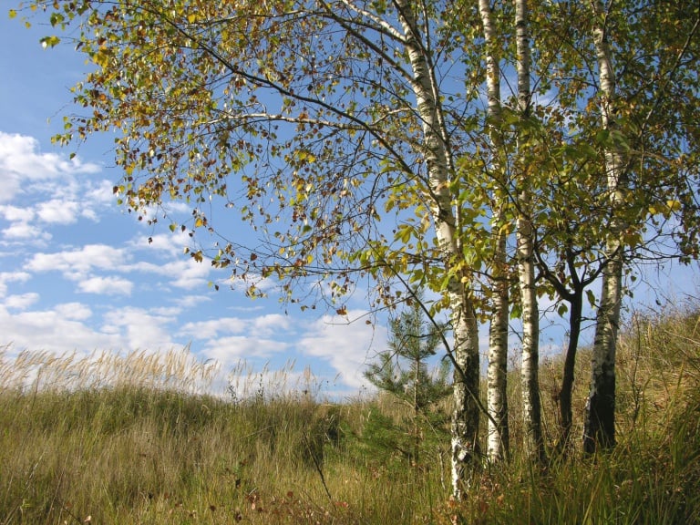 Die Birke - nachgeharkt