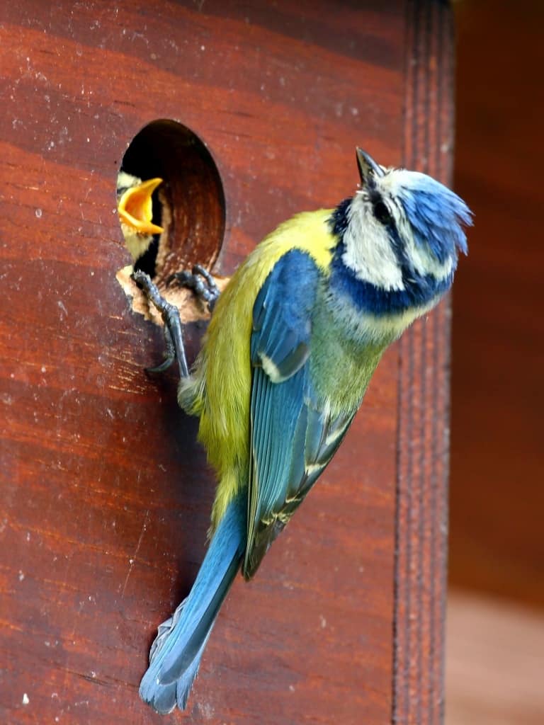 Die Lerche - nachgeharkt
