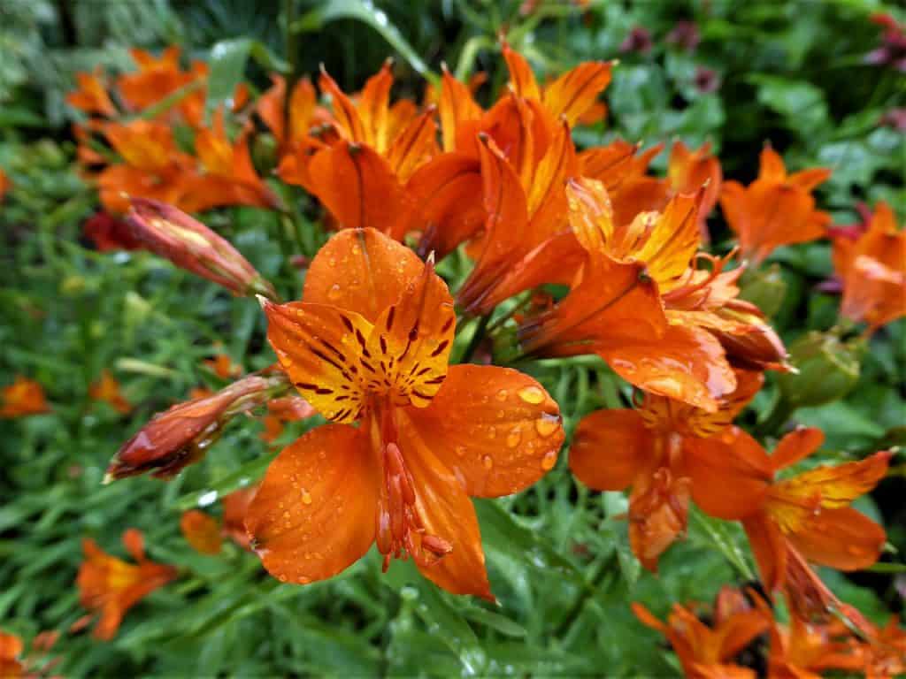 Inkalilien – opulente Akzente im Staudenbeet - nachgeharkt