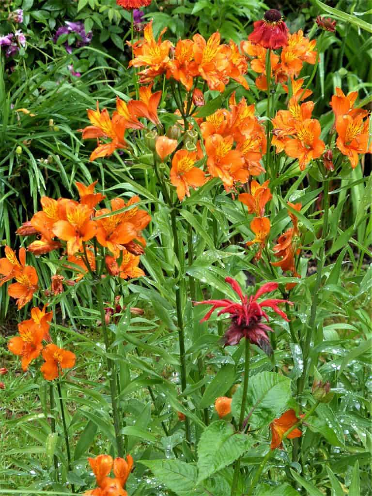 Inkalilien – opulente Akzente im Staudenbeet - nachgeharkt