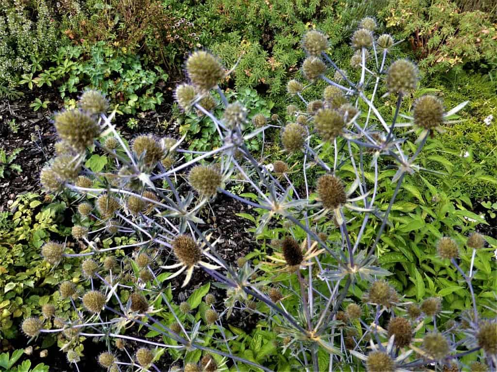 Pflegeleichte Disteln – ideal für trockene und nährstoffarme Standorte ...