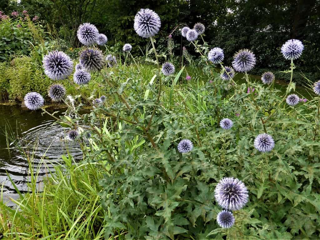 Pflegeleichte Disteln – ideal für trockene und nährstoffarme Standorte ...