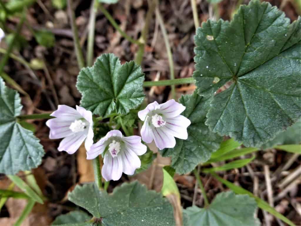 Malven in großer Auswahl - nachgeharkt