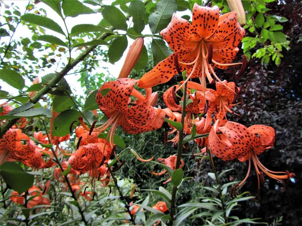 Tigerlilien – pflanzen und pflegen - nachgeharkt