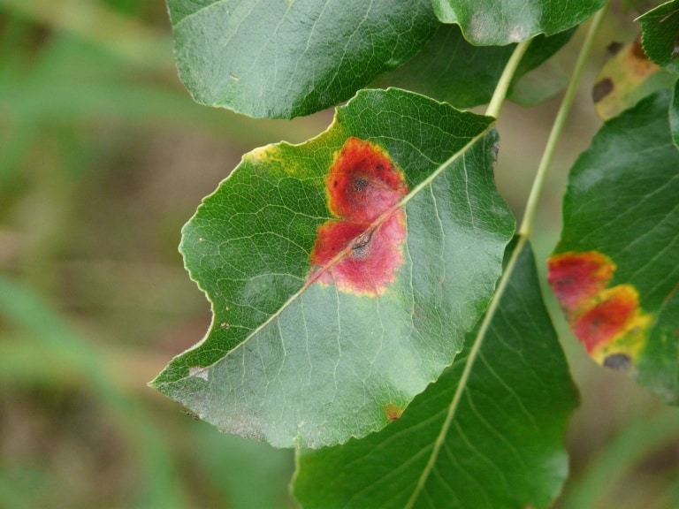 Heidelbeeren Krankheiten Bilder