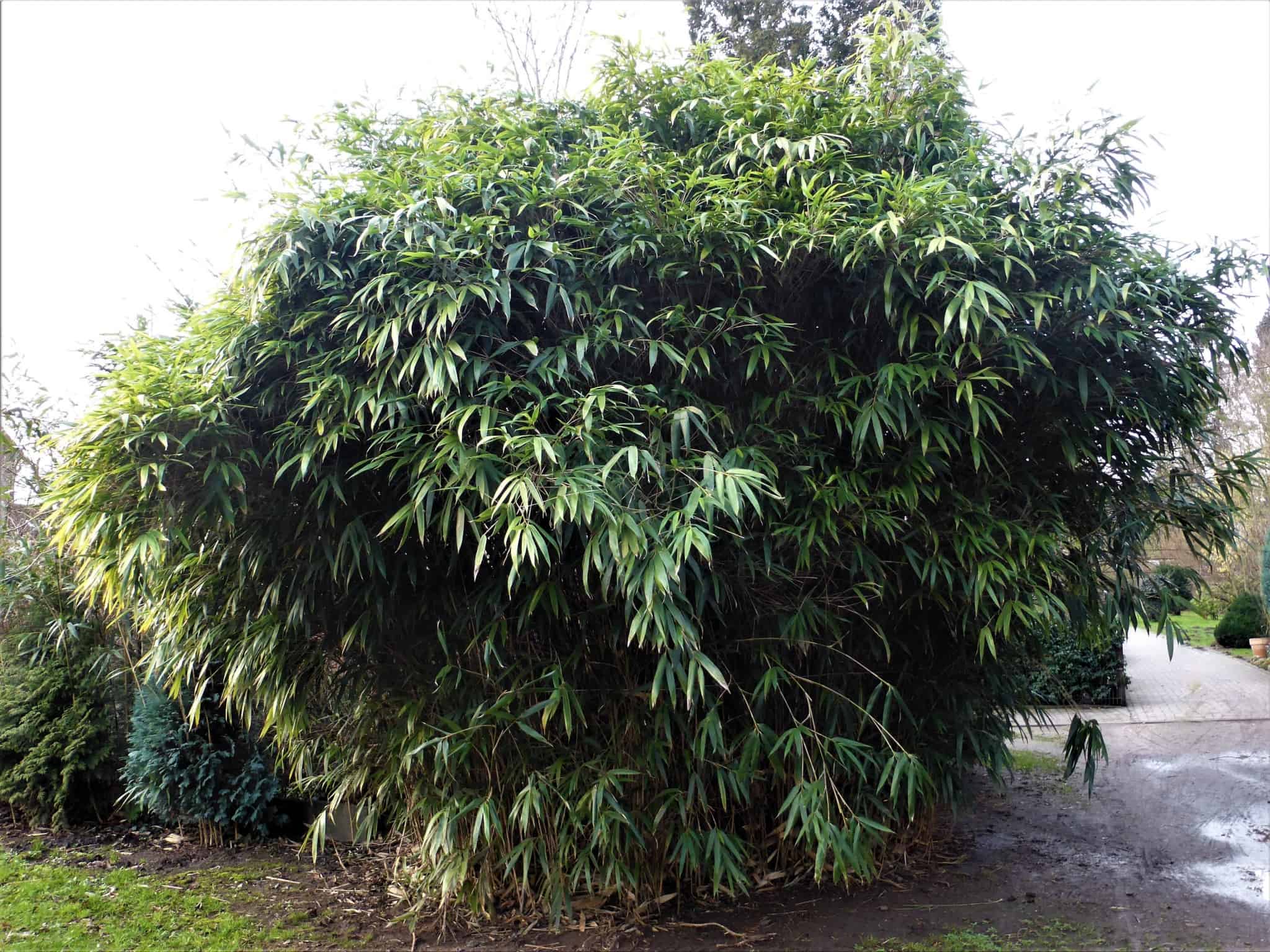 Bambus – ein Hauch von Asien im eigenen Garten - nachgeharkt
