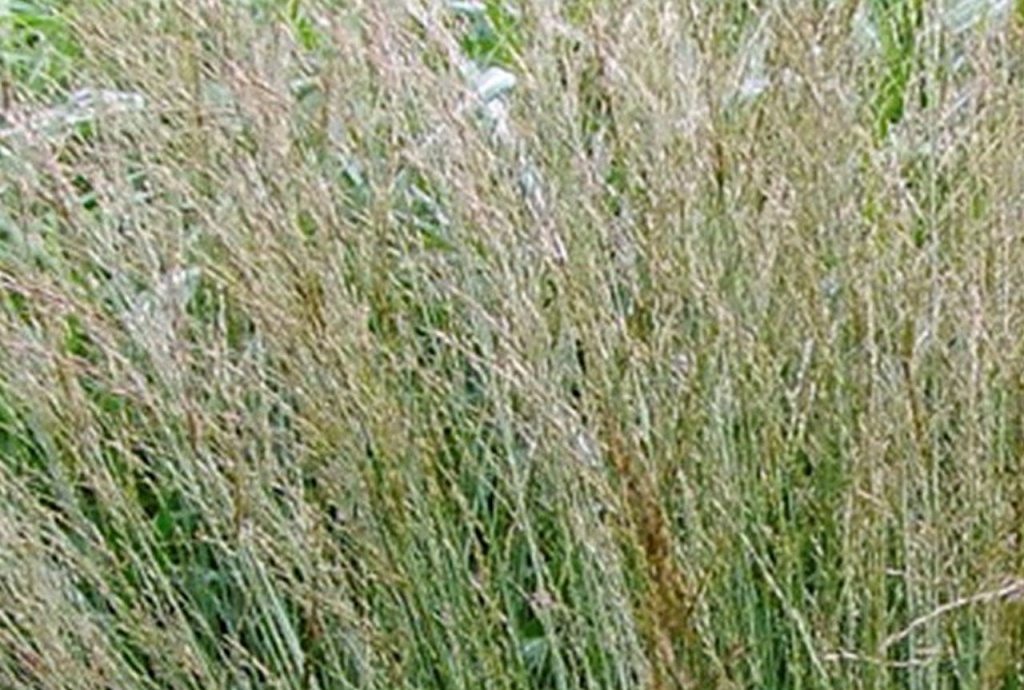 Haftungsfragen bei nicht angewachsenen Pflanzen - nachgeharkt